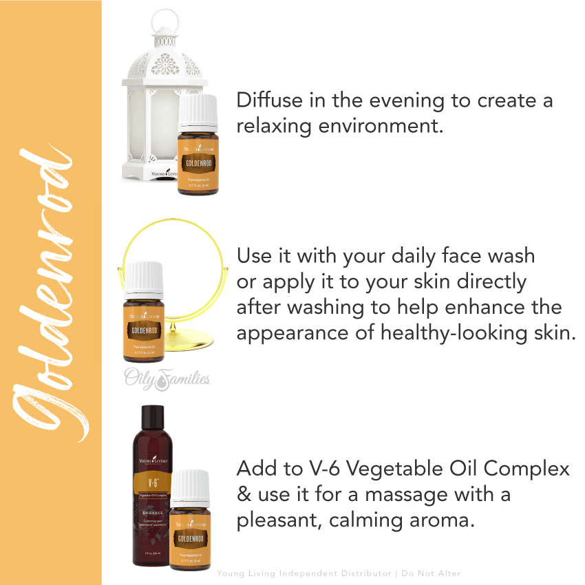Goldenrod Essential Oil • Abundance in Simplicity