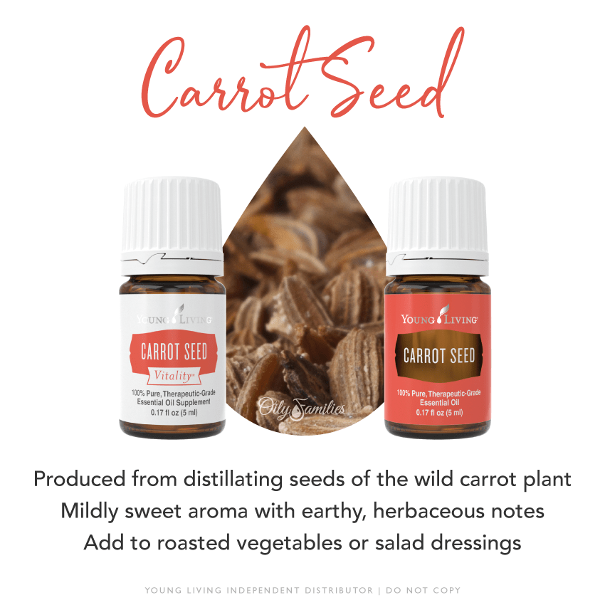 Carrot Seed Vitality Essential Oil • Abundance in Simplicity
